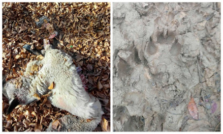 У селі на Косівщині вовк за одну ніч хижак загриз трьох овець. Читайте ...